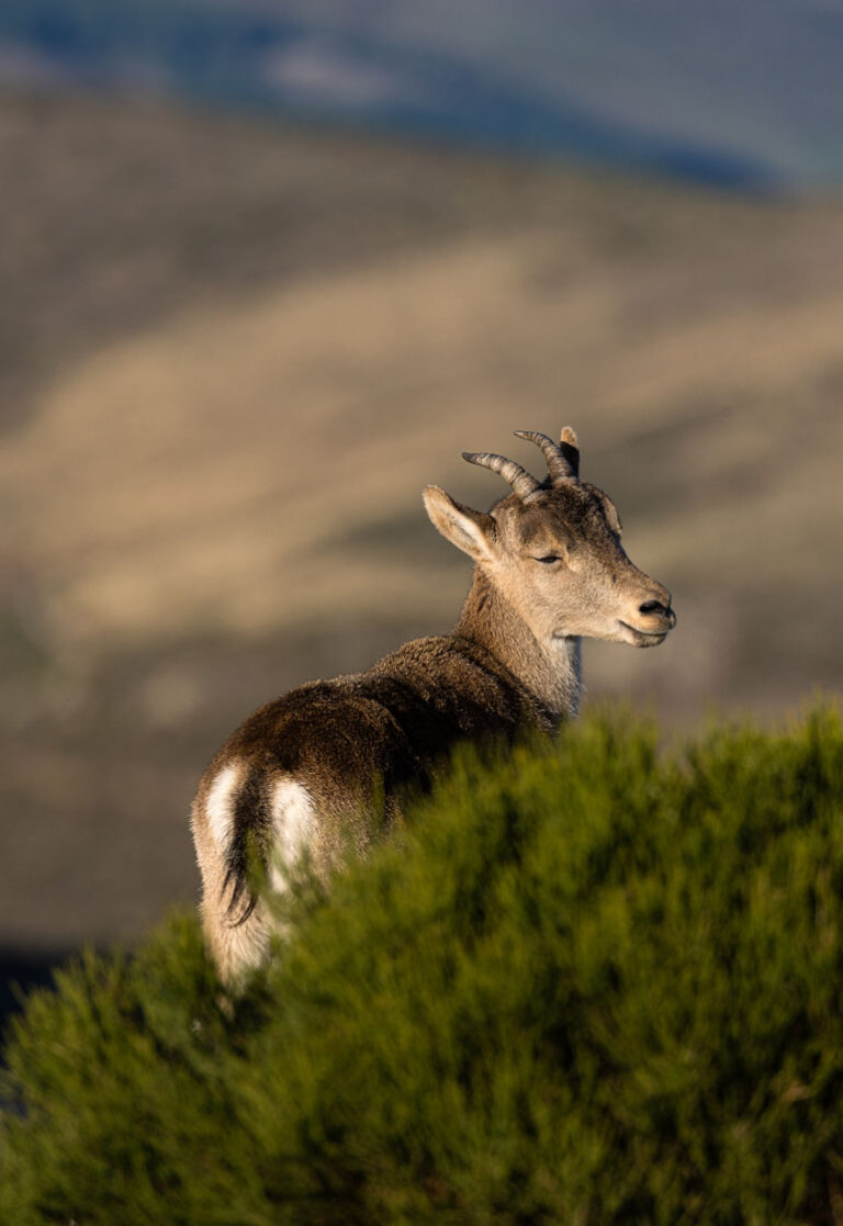 Observación de fauna salvaje en España - Avistamiento de animales en ...