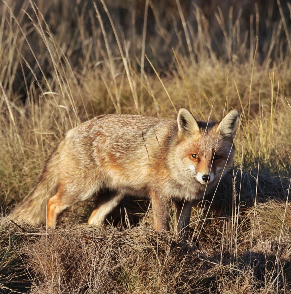 Fox sighting Spain /Photography Safary trips Spain/Wild animals