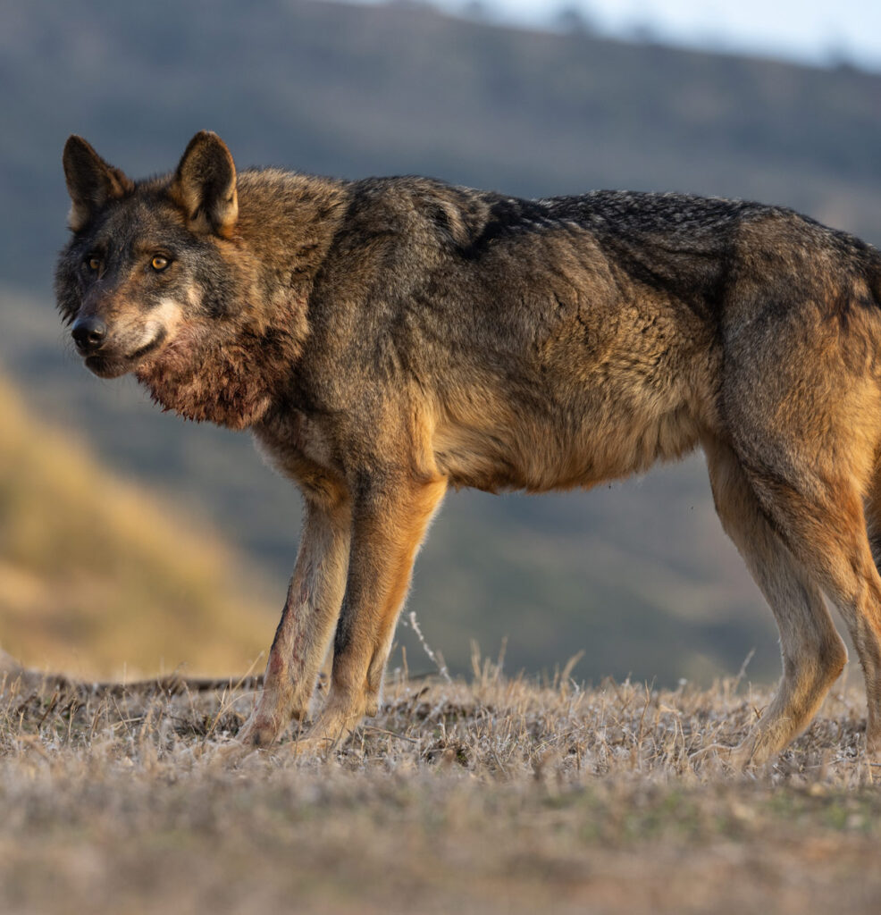 Iberian Wolf sighting in Spain