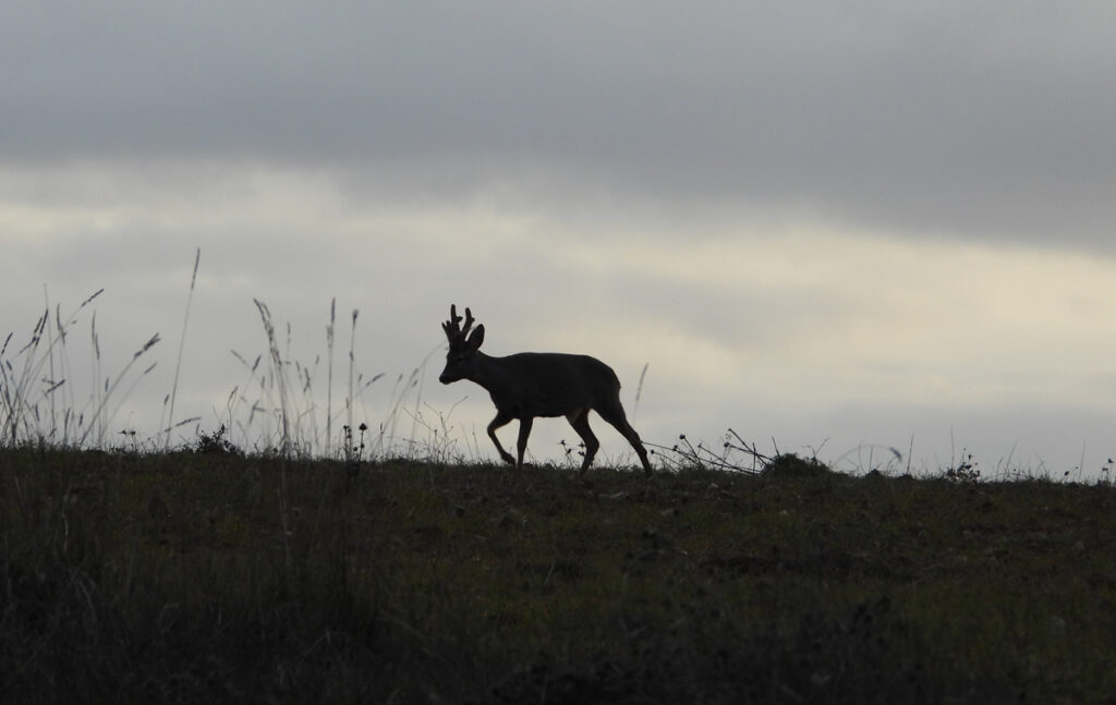 Roe Deer sighting in Spain /Photography Safary trips in Spain