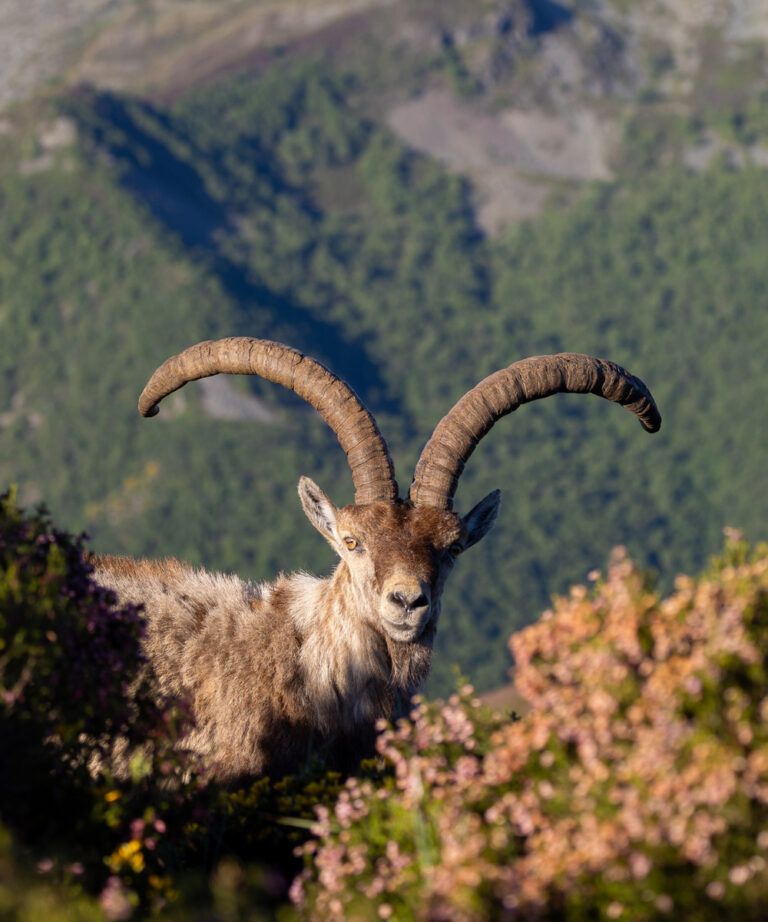 Especies Observación de la fauna en España - Safaris fotográficos en España