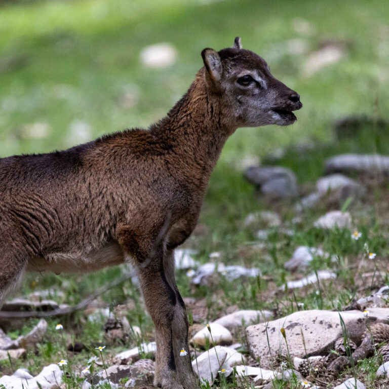 Avistamiento de fauna en Cazorla, Sierra Nevada y Andújar- Muflón