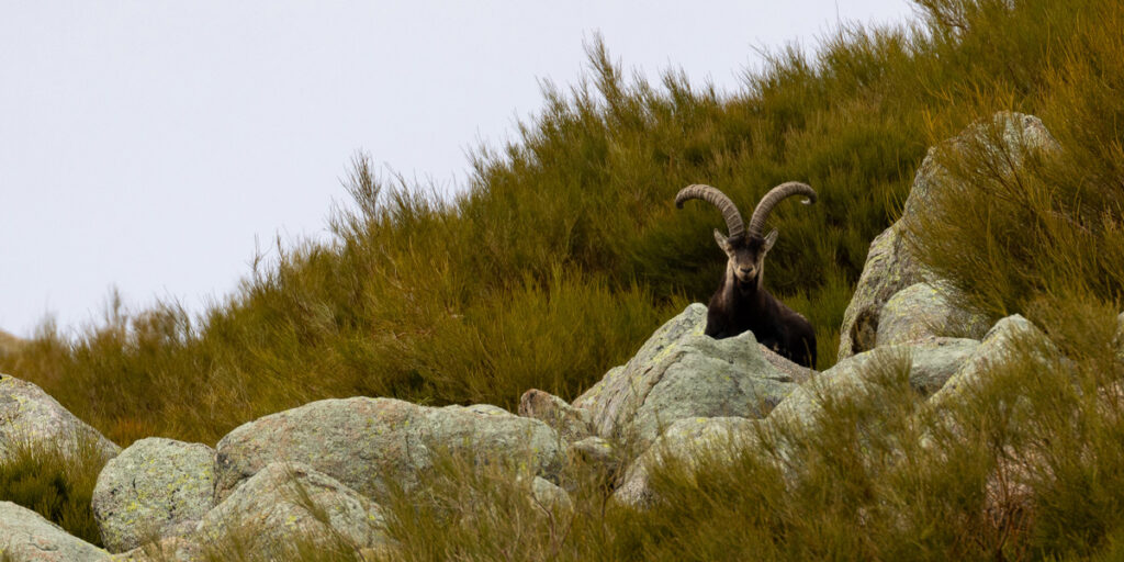 Avistamiento de fauna en Cazorla, Sierra Nevada y Andújar- Muflón