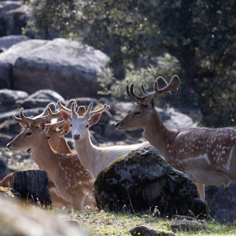 Avistamiento de fauna en Cazorla, Sierra Nevada y Andújar- Muflón