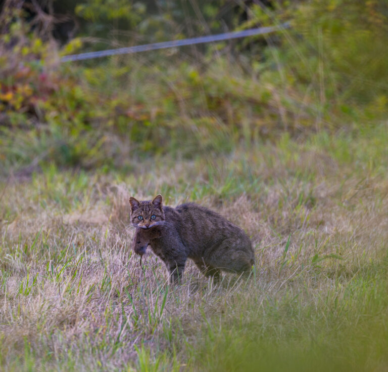 Wild cat sighting in Spain /Photography Safary Wildlife in Spain